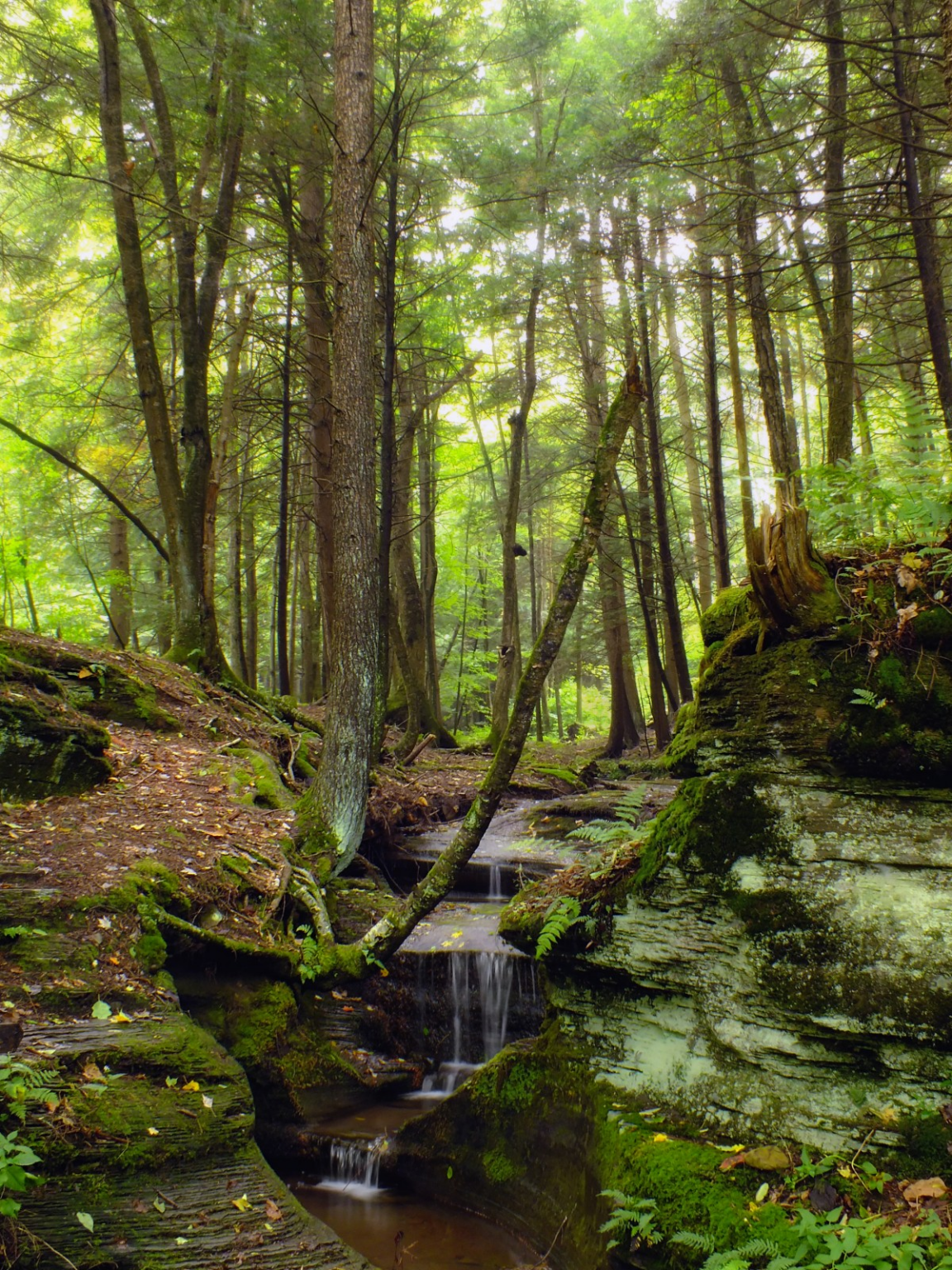 Woven Together: Braiding Indigenous and Western Sciences for Shared ...